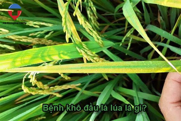 Bệnh khô đầu lá lúa là gì? nhận biết và khắc phục thế nào?