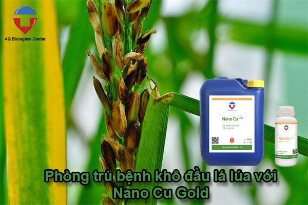 Bệnh khô đầu lá lúa là gì? nhận biết và khắc phục thế nào?