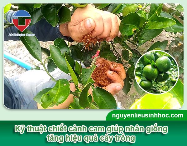 Cách chiết cành cam đúng kỹ thuật, ra rễ cực nhanh