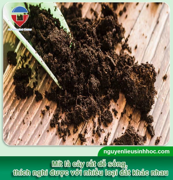 Cách trồng mít bằng hạt đơn giản tại nhà, trái trĩu cành