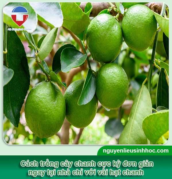 Cách trồng chanh bằng hạt nảy mầm 100% trái ra trĩu cành