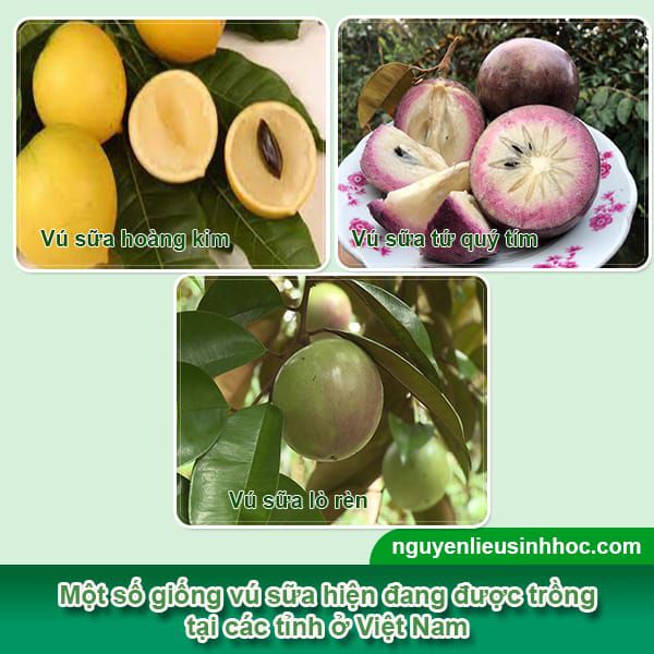 Cách trồng vú sữa và chăm sóc cây nhanh ra trái, bóng trái