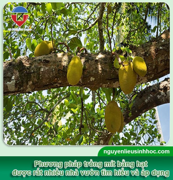 Cách trồng mít bằng hạt đơn giản tại nhà, trái trĩu cành