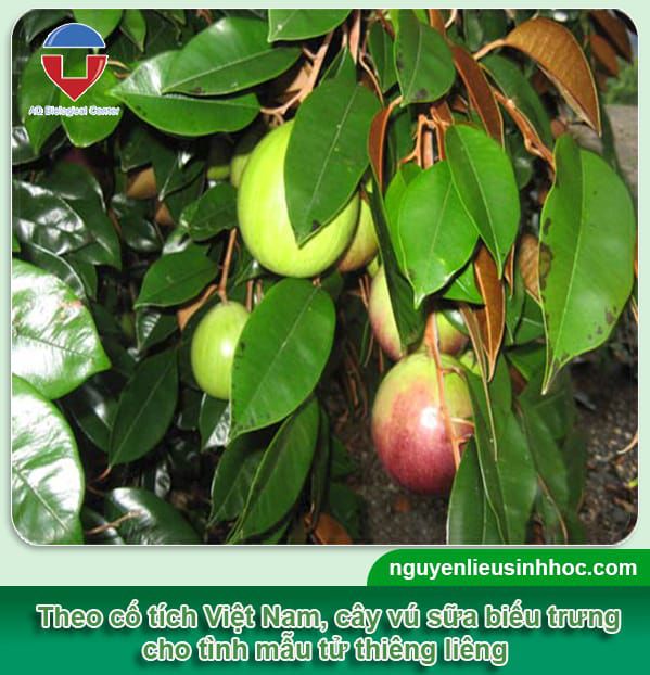 Cách trồng vú sữa và chăm sóc cây nhanh ra trái, bóng trái