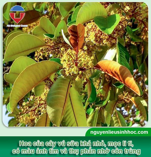 Cách trồng vú sữa và chăm sóc cây nhanh ra trái, bóng trái