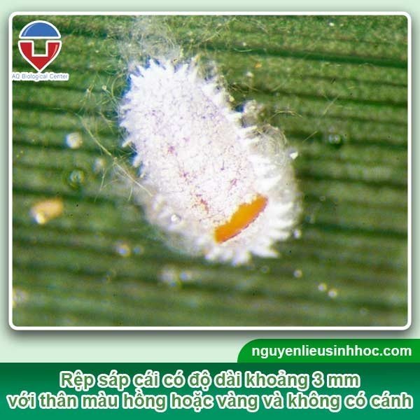 Rệp sáp hại sầu riêng: nhận biết và cách phòng trị hiệu quả