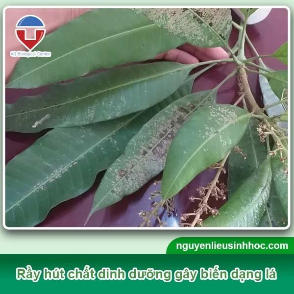 Thuốc trị rầy bông xoài hiệu quả, an toàn, giá tốt 2023