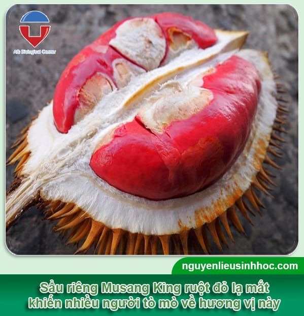 Giá sầu riêng Musang King tại Việt Nam cập nhật 2023