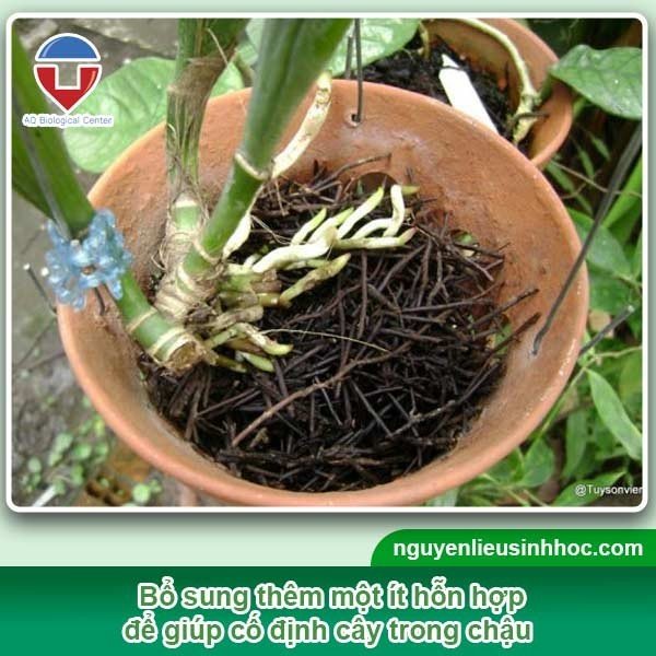 Cách trồng lan dendro mới mua về đúng kỹ thuật, nhanh ra hoa