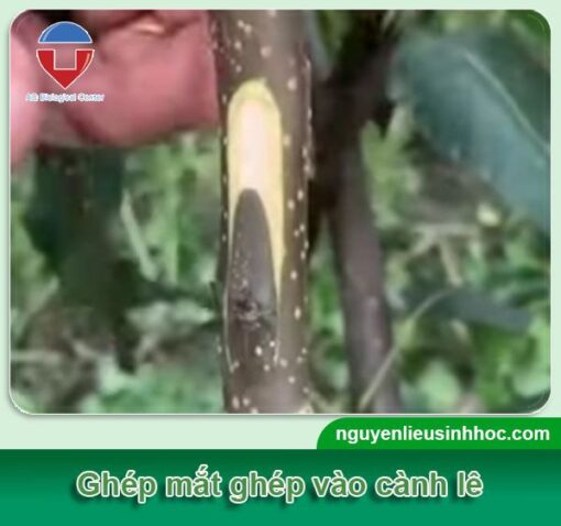 Cách ghép cây lê đúng kỹ thuật, đơn giản dễ thực hiện