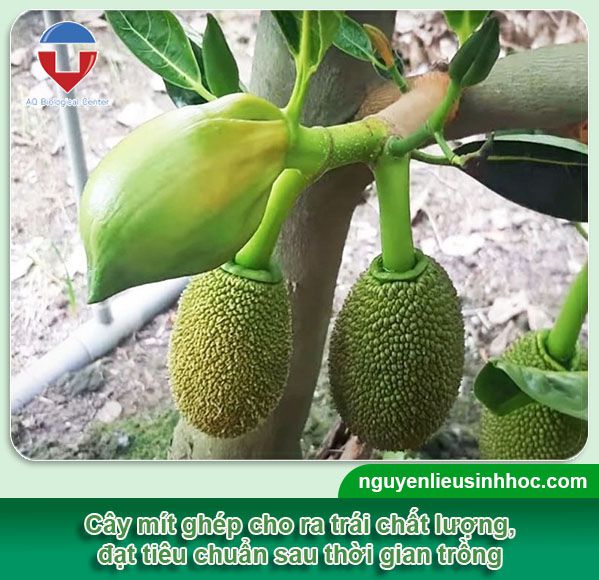 Cách ghép mít giúp nhân giống cây hiệu quả, dễ thực hiện