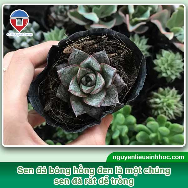 TOP 10+ các loại sen đá dễ trồng phổ biến đẹp, chịu nắng mưa