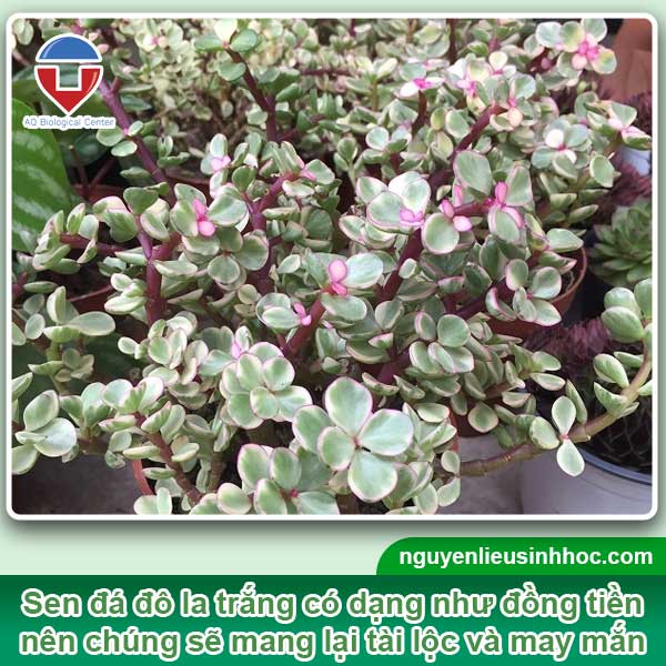 TOP 10+ các loại sen đá dễ trồng phổ biến đẹp, chịu nắng mưa