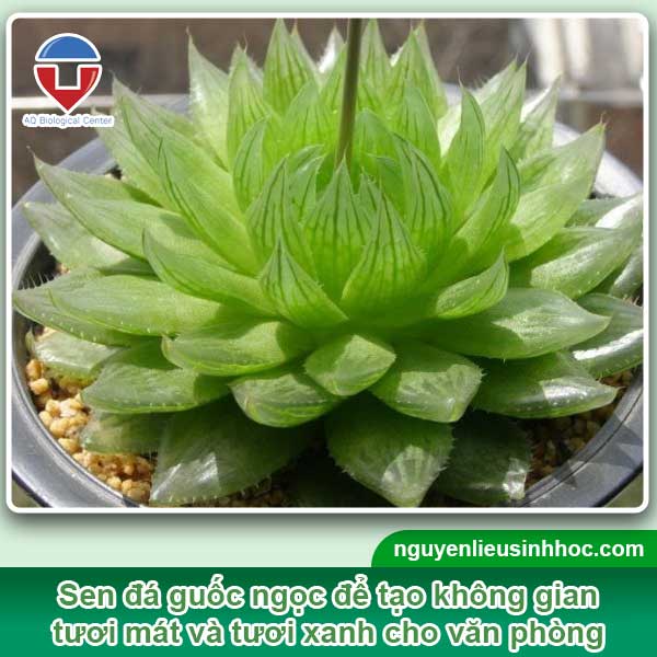 TOP 10+ các loại sen đá dễ trồng phổ biến đẹp, chịu nắng mưa