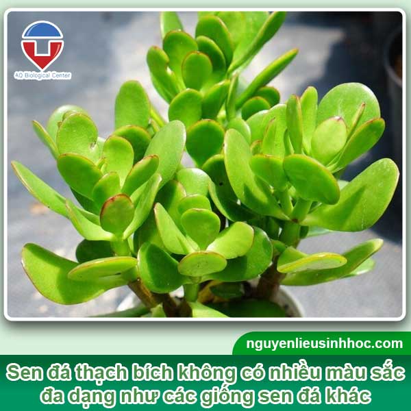 TOP 10+ các loại sen đá dễ trồng phổ biến đẹp, chịu nắng mưa