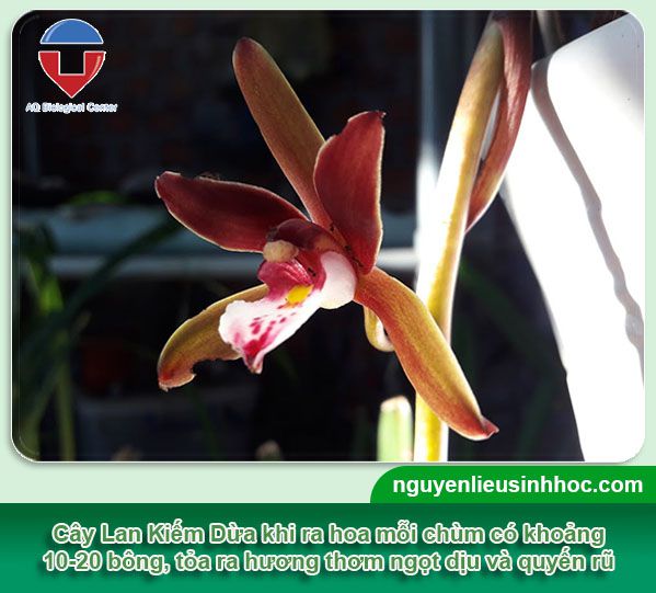 Cách trồng Lan Kiếm mơi mua về lớn nhanh, ra hoa rực rỡ