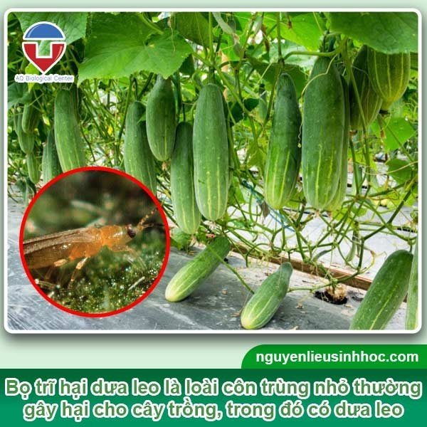 Phòng trừ bọ trĩ hại dưa leo hiệu quả, an toàn, tiết kiệm