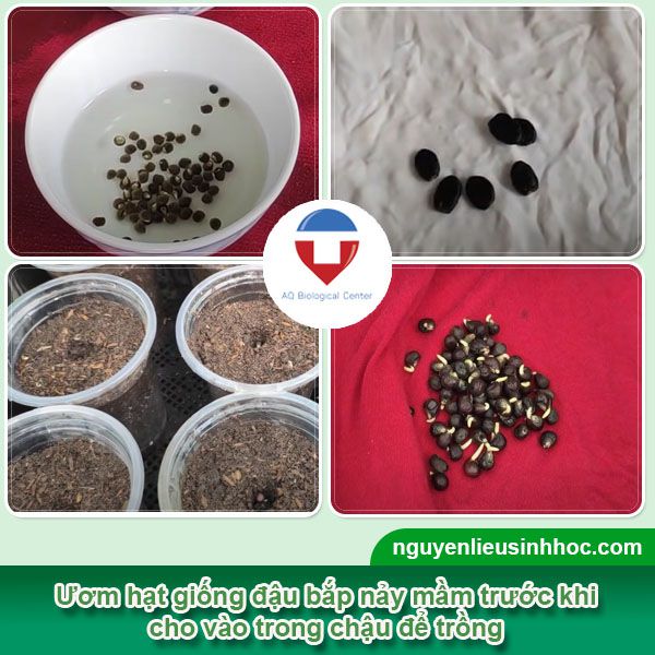 Cách trồng đậu bắp trong chậu sai trĩu quả, thu hoạch cả năm