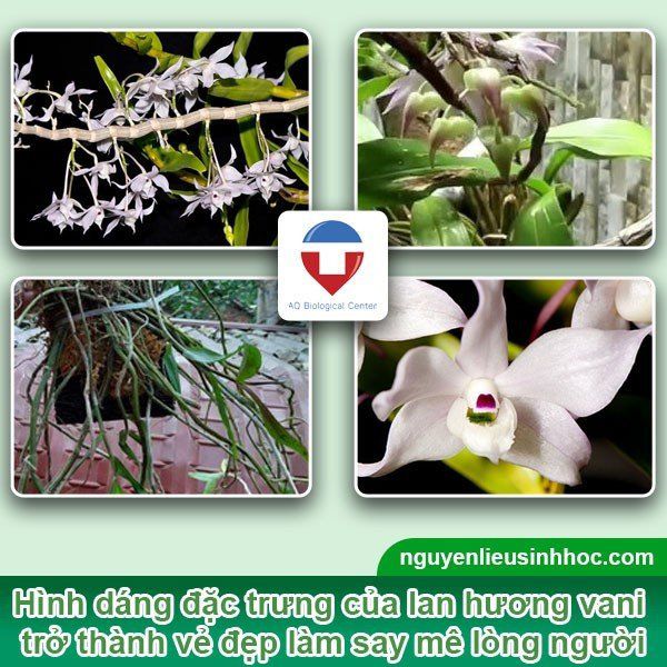 Cách trồng và chăm sóc lan hương vani cho ra hoa rực rỡ