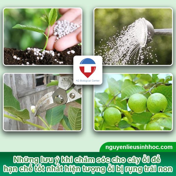 Cây ổi bị rụng trái non nguyên nhân do đâu? Cách khắc phục