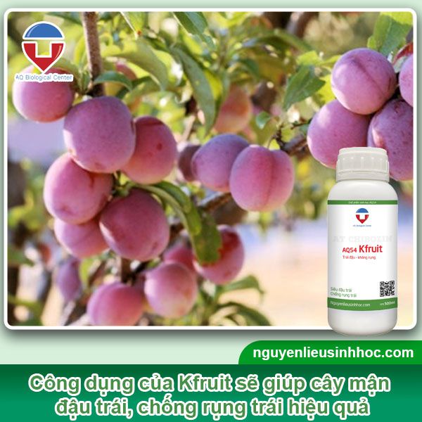 Mận bị rụng trái nguyên nhân do đâu? Cách khắc phục