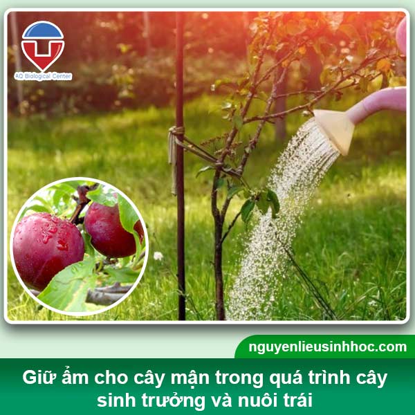 Kỹ thuật trồng và cách chăm sóc cây mặn sai quả trĩu cành