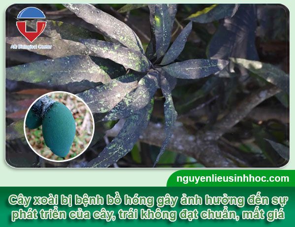 Cách phòng trừ bệnh bồ hóng trên cây xoài hiệu quả, an toàn