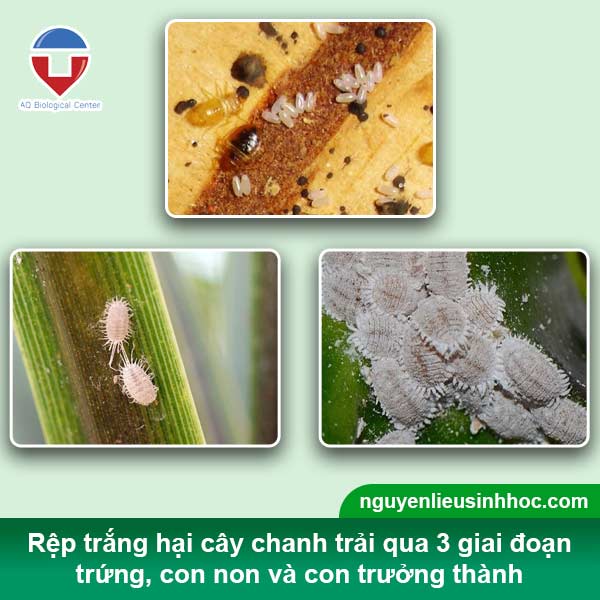 Cây chanh bị rệp trắng: Nhận biết và cách phòng trị hiệu quả